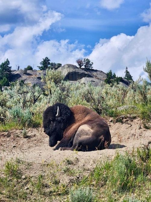 Plan The Best Family Trip To Yellowstone (A Local's Guide)